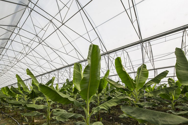 Greenhouse Films – Vatan Plastik